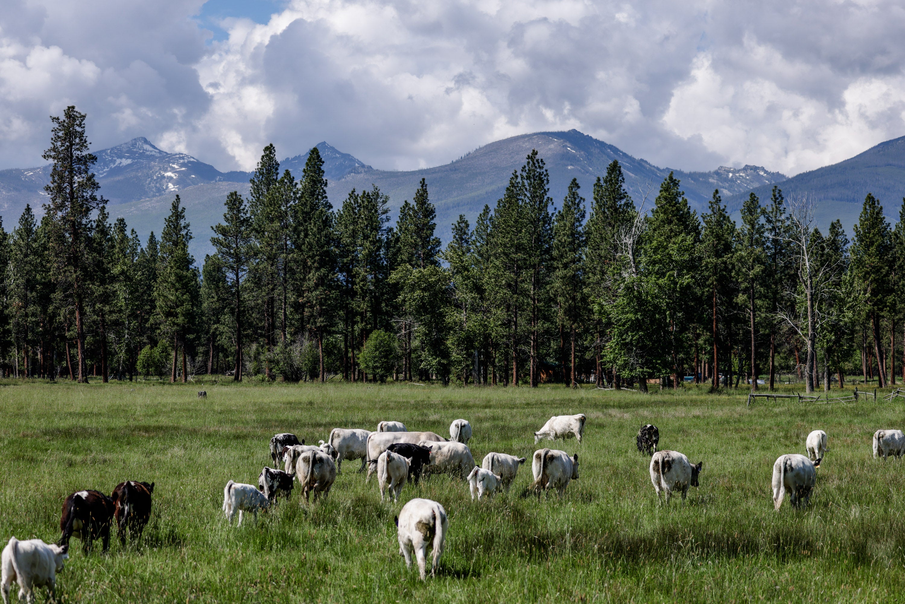 Graze & Roam Ranch | Montana Grass-Fed & Finished Dry-Aged Beef – Graze ...